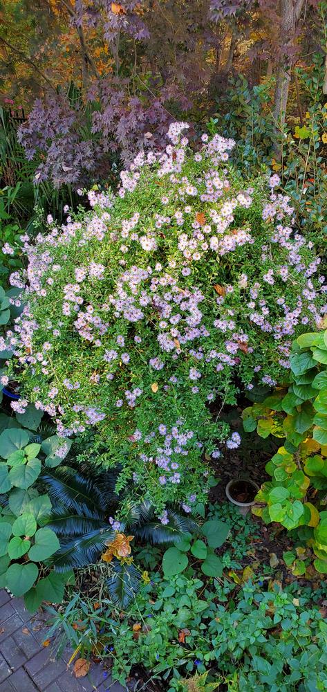Photo of the entire plant of Climbing Aster (Ampelaster carolinianus ...