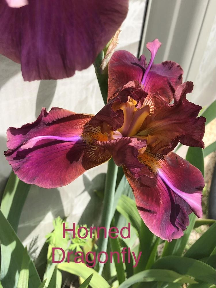 Photo of the bloom of Tall Bearded Iris (Iris 'Horned Dragonfly ...