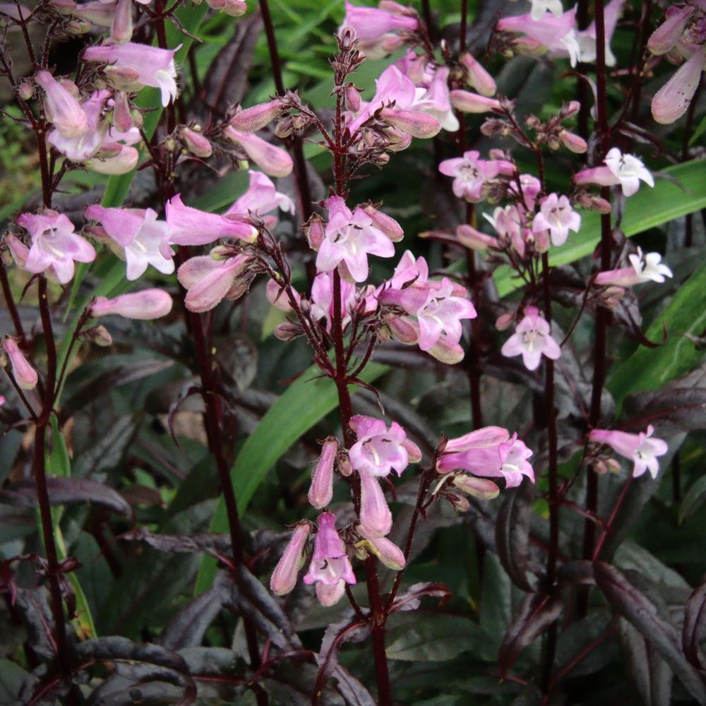 Photo of the bloom of Penstemon 'Blackbeard' posted by LoriMT - Garden.org