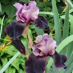 Tall Bearded Iris (Iris 'Gotham') in the Irises Database - Garden.org