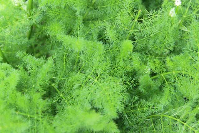 Spignel (Meum athamanticum) - Garden.org