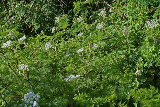Photo of the entire plant of Milk Parsley (Ligusticopsis wallichiana ...