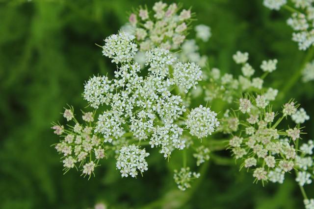Photo of the bloom of Spignel (Meum athamanticum) posted by RuuddeBlock ...