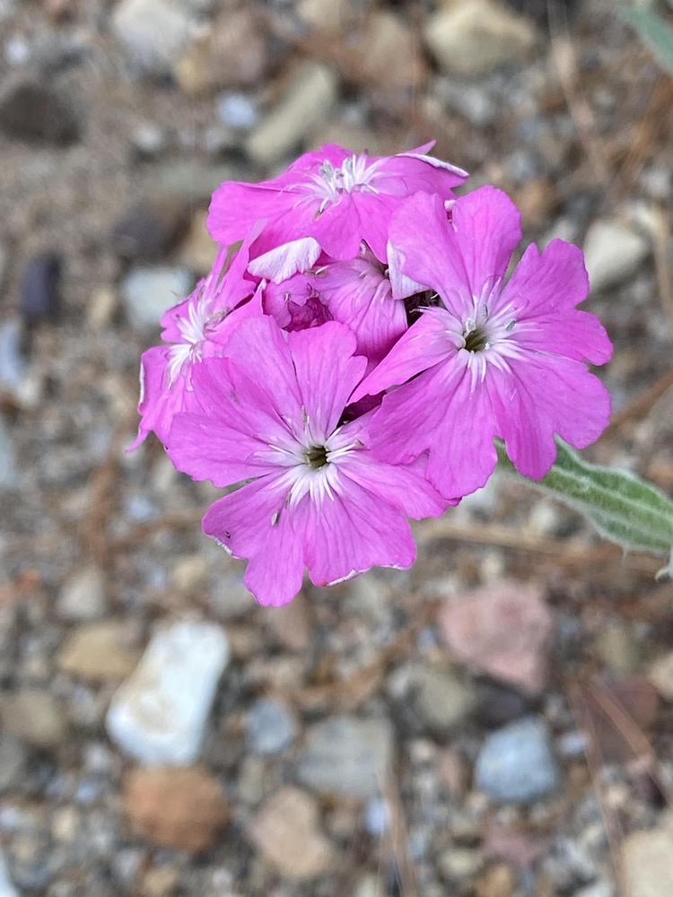 Photo of the bloom of Silene flos-jovis posted by SL_gardener - Garden.org