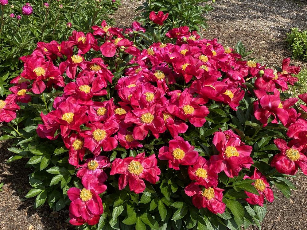 Photo of the bloom of Peony (Paeonia 'America') posted by SL_gardener ...
