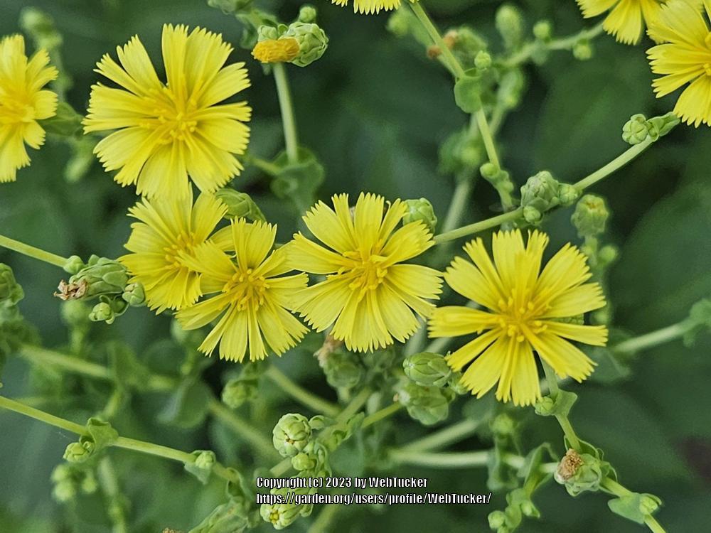 The Main Plant entry for Lettuces (Lactuca sativa) - Garden.org