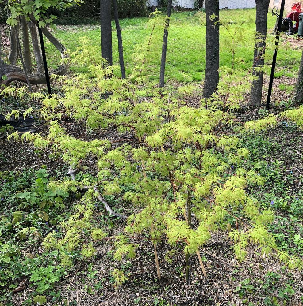 Photo of the entire plant of Cutleaf Japanese Maple (Acer palmatum ...