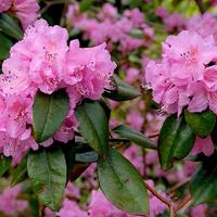 Photo of the bloom of Rhododendron 'Olga Mezitt' posted by scvirginia ...