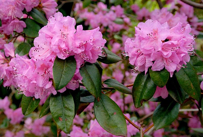 Photo of the bloom of Rhododendron 'Olga Mezitt' posted by scvirginia ...