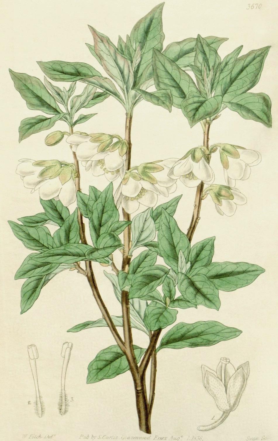 Cascade Azalea (Rhododendron albiflorum) in the Rhododendrons Database ...