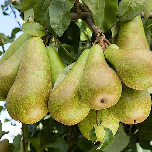 European Pear (Pyrus communis 'Conference') in the Pears Database ...