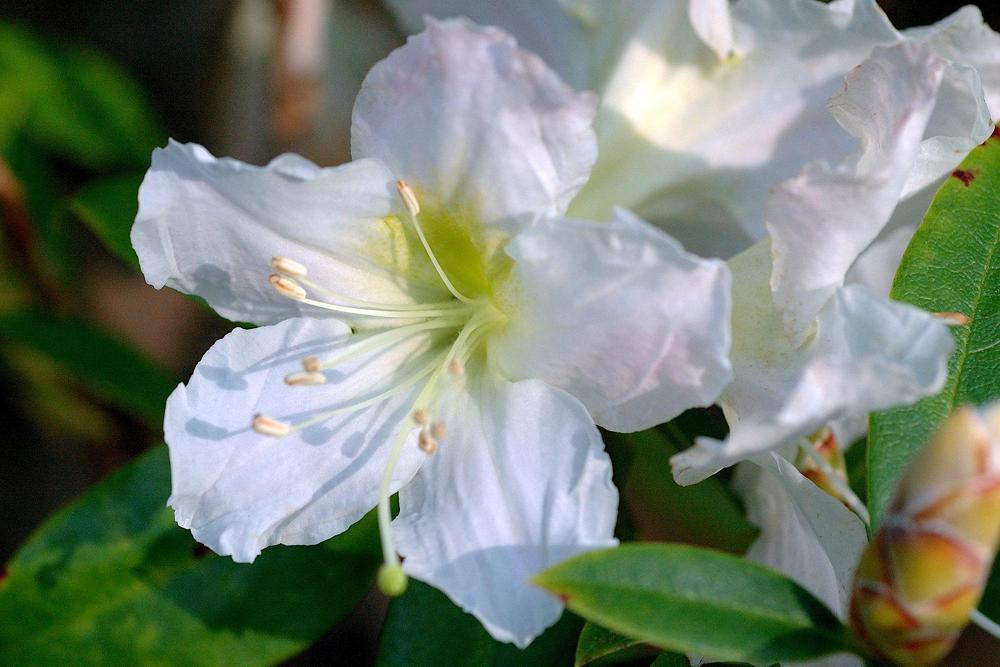 Photo of the stamens, filaments and pistils of Rhododendron ...
