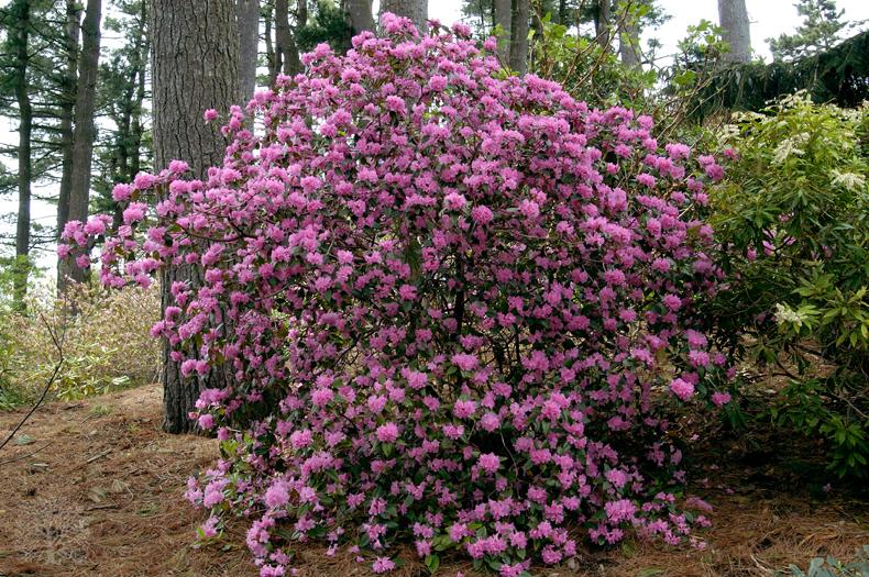 Photo of the entire plant of Rhododendron 'Olga Mezitt' posted by ...