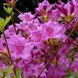 Compact Korean Azalea (Rhododendron yedoense 'Poukhanense Compacta') in ...