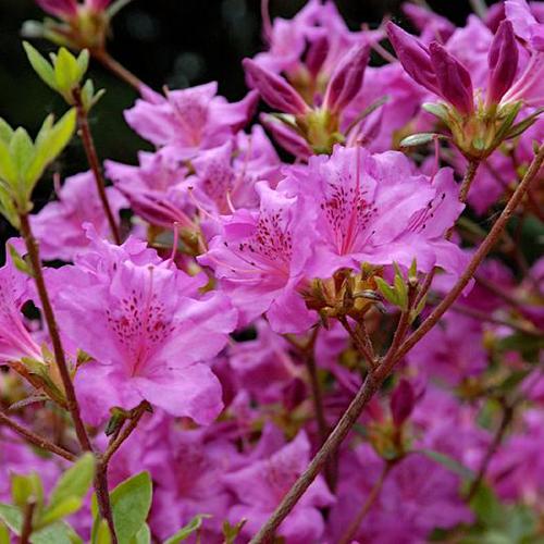 Compact Korean Azalea (Rhododendron yedoense 'Poukhanense Compacta') in ...