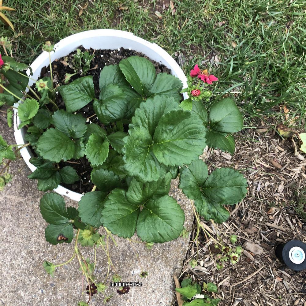 Photo of the entire plant of Strawberry (Fragaria x ananassa Berried ...