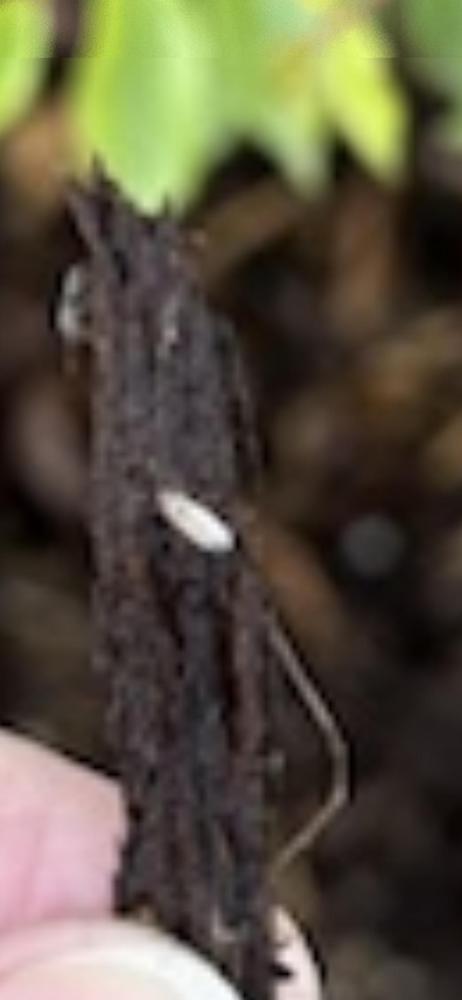 Bugs in Cedar Mulch in the Roses forum - Garden.org