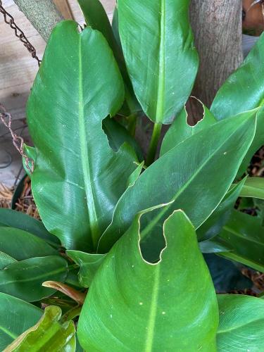 'Endless Forms Most Beautiful' The aroid photo gallery in the ...