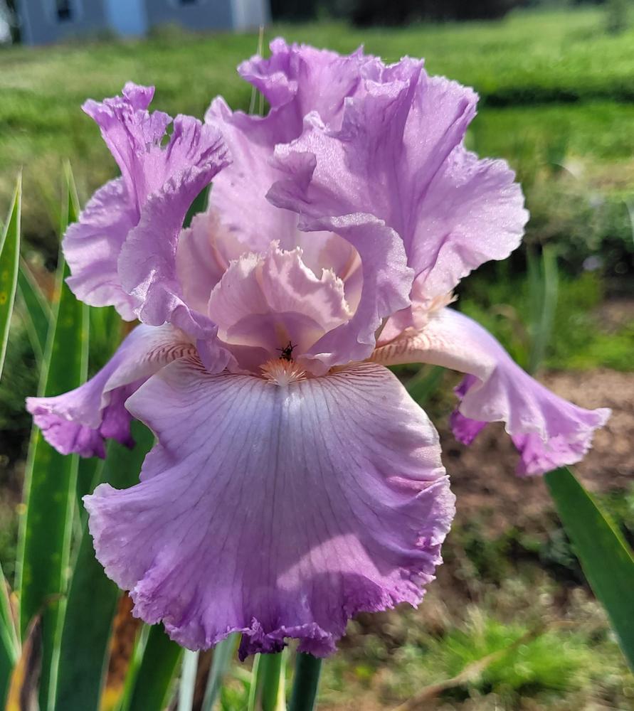 Photo of the bloom of Tall Bearded Iris (Iris 'Winter Queen') posted by ...