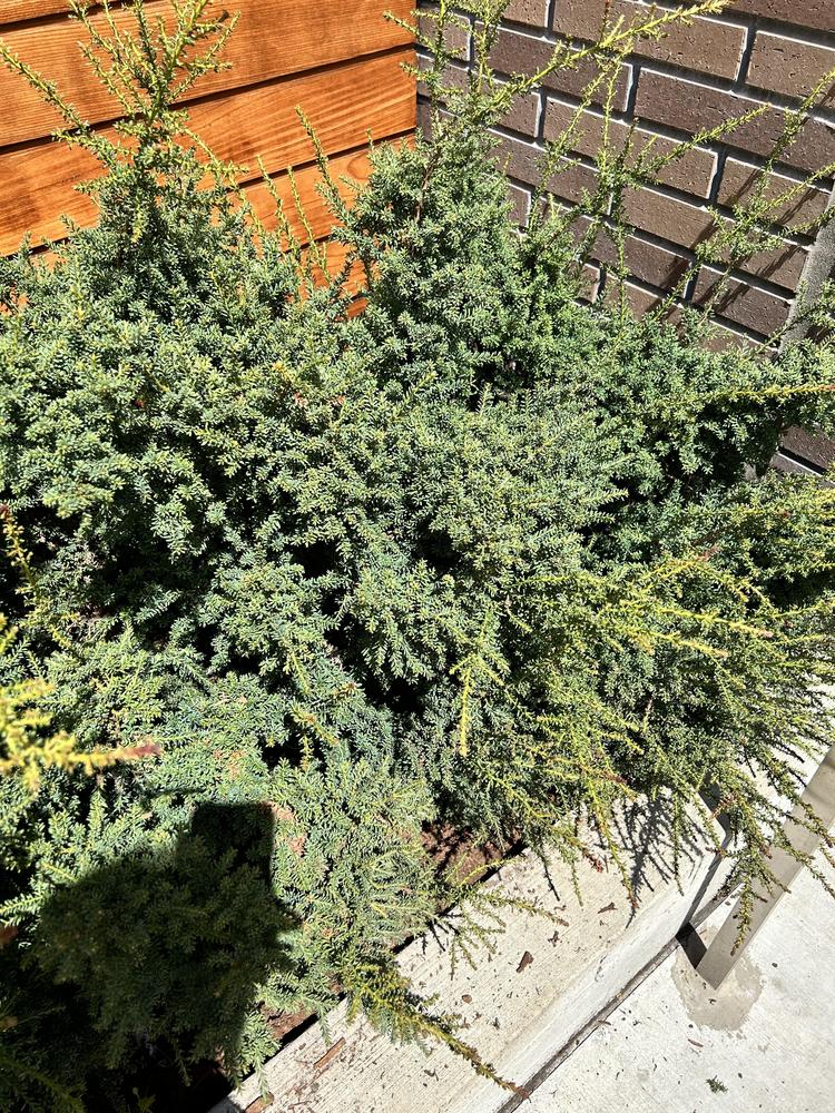 Evergreen shrub in the Plant ID forum - Garden.org