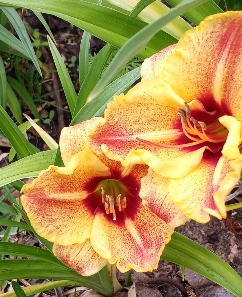 Photo of the bloom of Daylily (Hemerocallis 'Mark's Bouquet') posted by FAIRYROSE - Garden.org