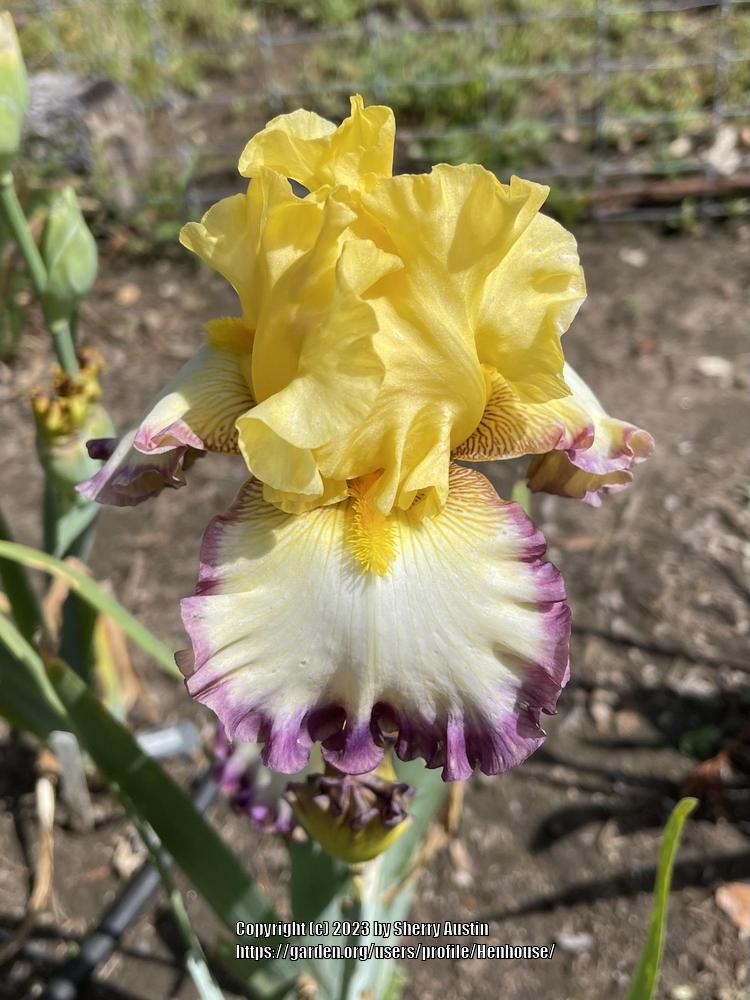 Photo of the bloom of Tall Bearded Iris (Iris 'Drum Circle') posted by Henhouse - Garden.org