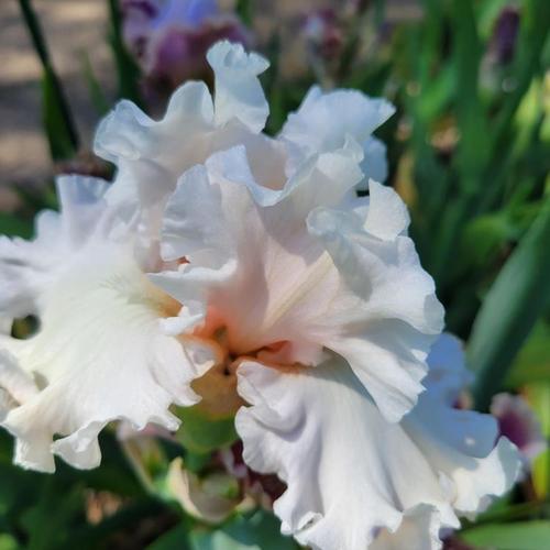 Tall Bearded Iris (Iris 'Barely Blushed') in the Irises Database - Garden.org