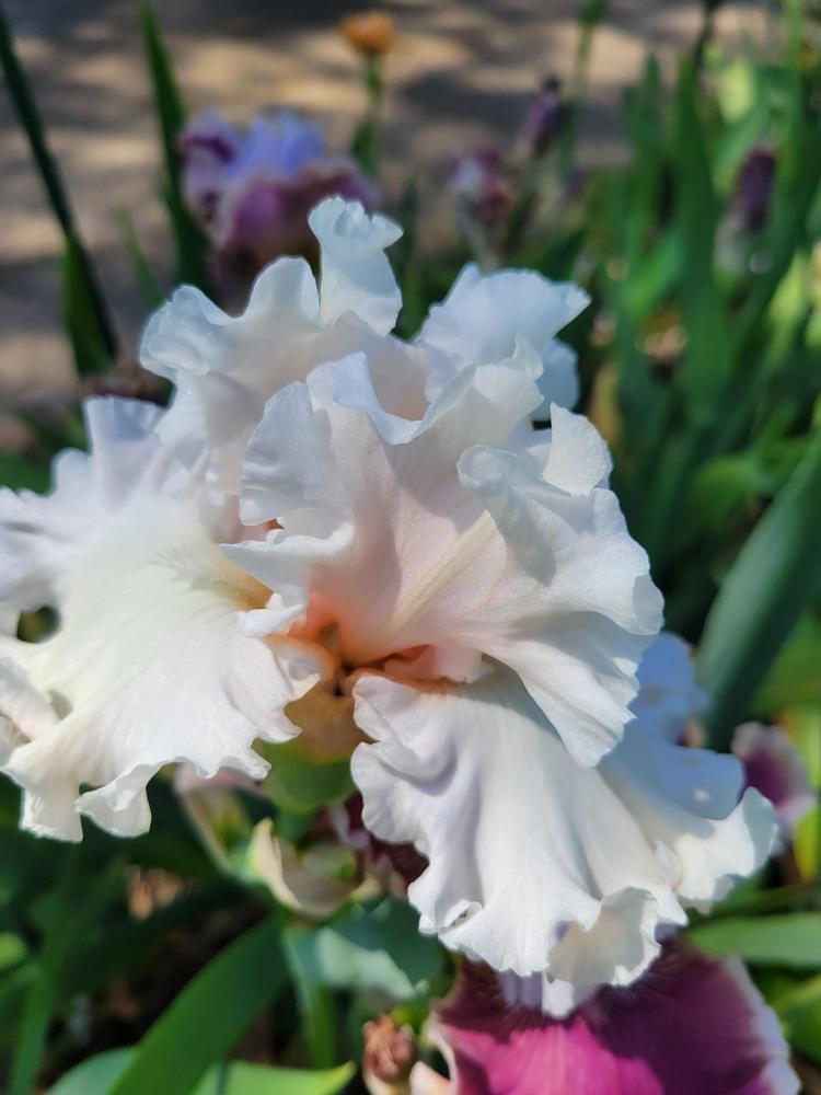 Tall Bearded Iris (Iris 'Barely Blushed') in the Irises Database ...