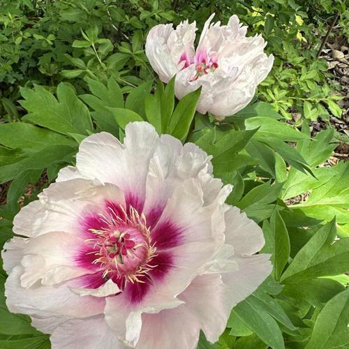 Itoh Peony (Paeonia 'Raggedy Ann') in the Peonies Database - Garden.org