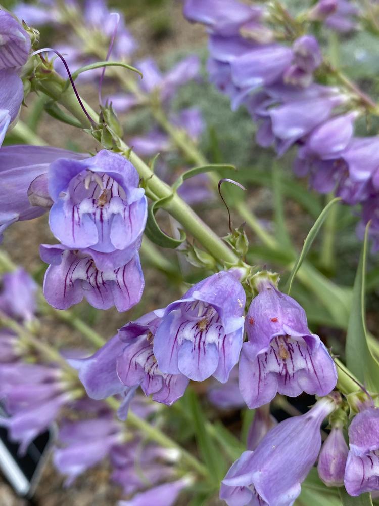 Photo of the bloom of Smooth Penstemon (Penstemon laevis) posted by SL ...