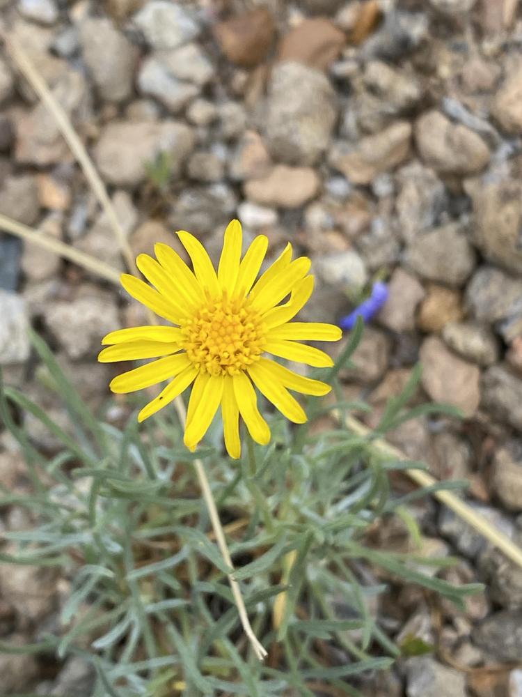 Photo of the bloom of Desert Yellow Fleabane (Erigeron linearis) posted ...