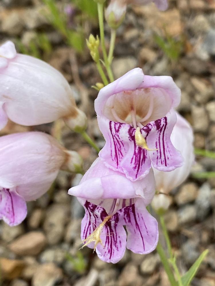 Photo of the bloom of Pride of the Mountain (Penstemon palmeri var ...