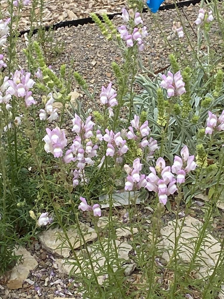 Photo of the bloom of Creeping Snapdragon (Antirrhinum hispanicum ...