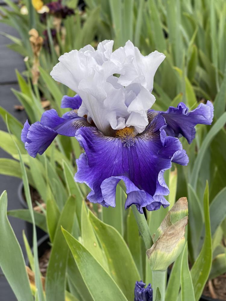 Tall Bearded Iris (Iris 'Tsunami') in the Irises Database - Garden.org