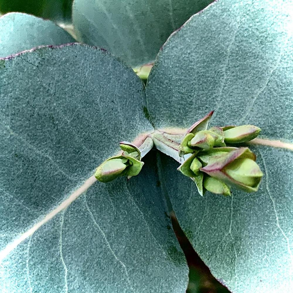 Photo of the closeup of buds, sepals and receptacles of Silver Dollar ...