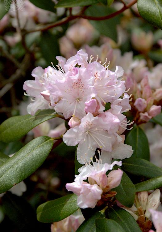 Photo of the bloom of Rhododendron 'Windbeam' posted by scvirginia ...