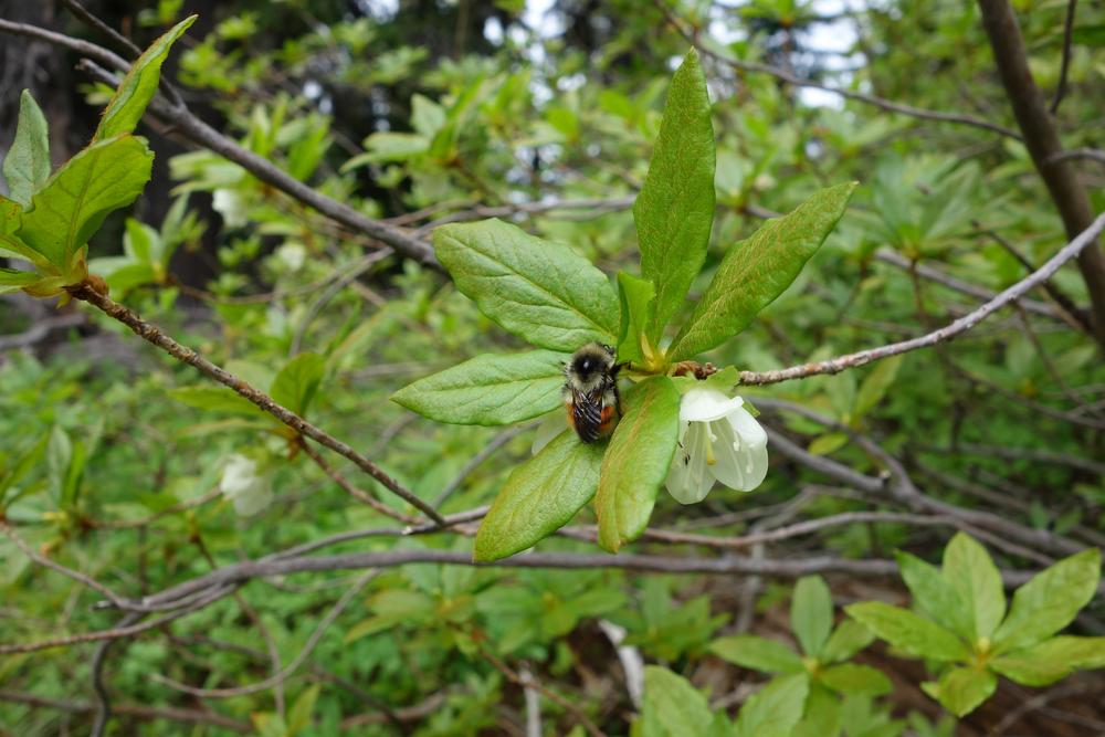 Photo of the habitat view of Cascade Azalea (Rhododendron albiflorum ...