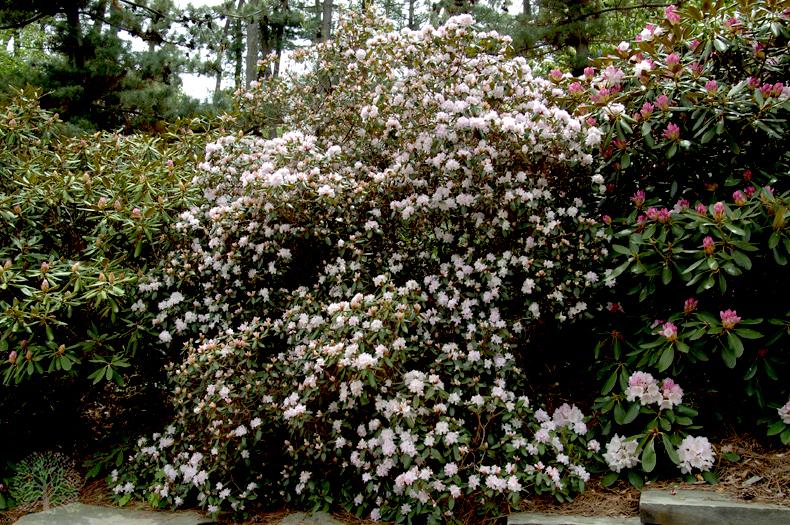 Photo of the entire plant of Rhododendron 'Windbeam' posted by ...