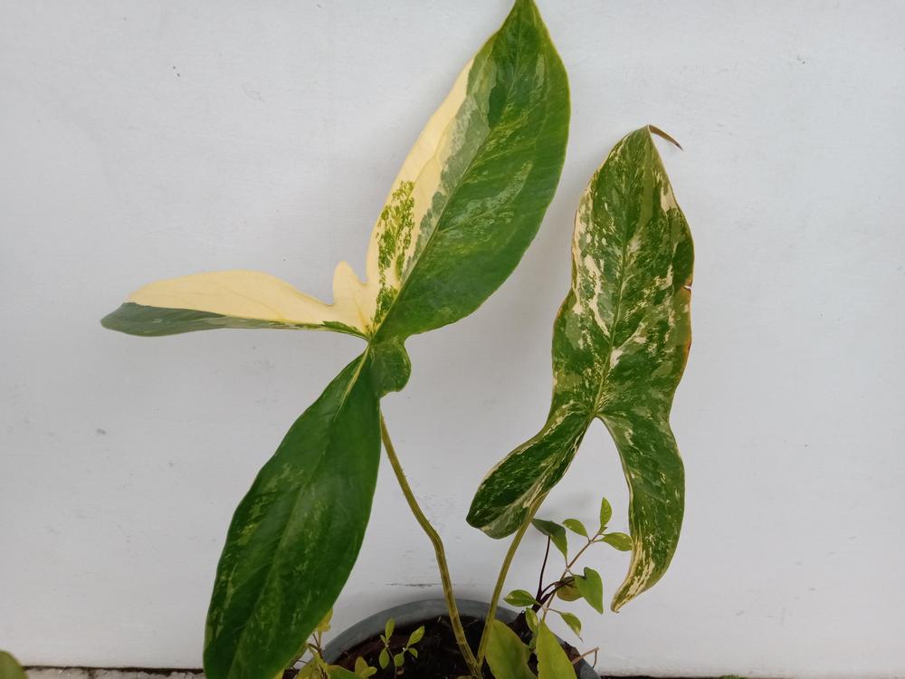 Lasia concinna - Garden.org