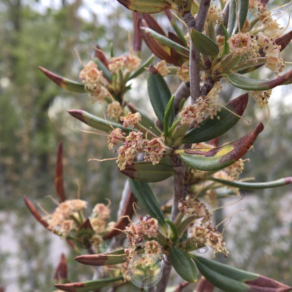 Photo of the bloom of Curl-Leaf Mountain Mahogany (Cercocarpus ...