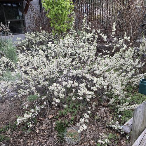 Western Sand Cherry (Prunus pumila var. besseyi Pawnee Buttes ...