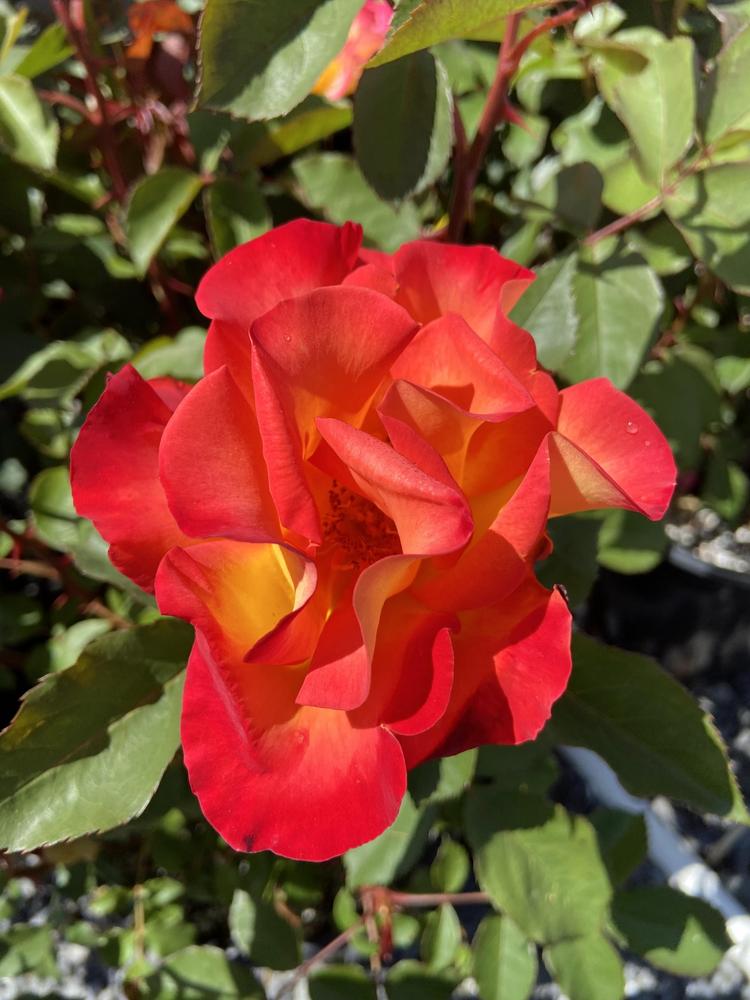 Rose (Rosa 'Sunset Horizon') in the Roses Database - Garden.org