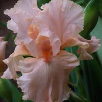 Photo of the bloom of Tall Bearded Iris (Iris 'Angel's Rest') posted by ...