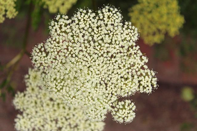 False Queen Anne's Lace (Visnaga daucoides) - Garden.org
