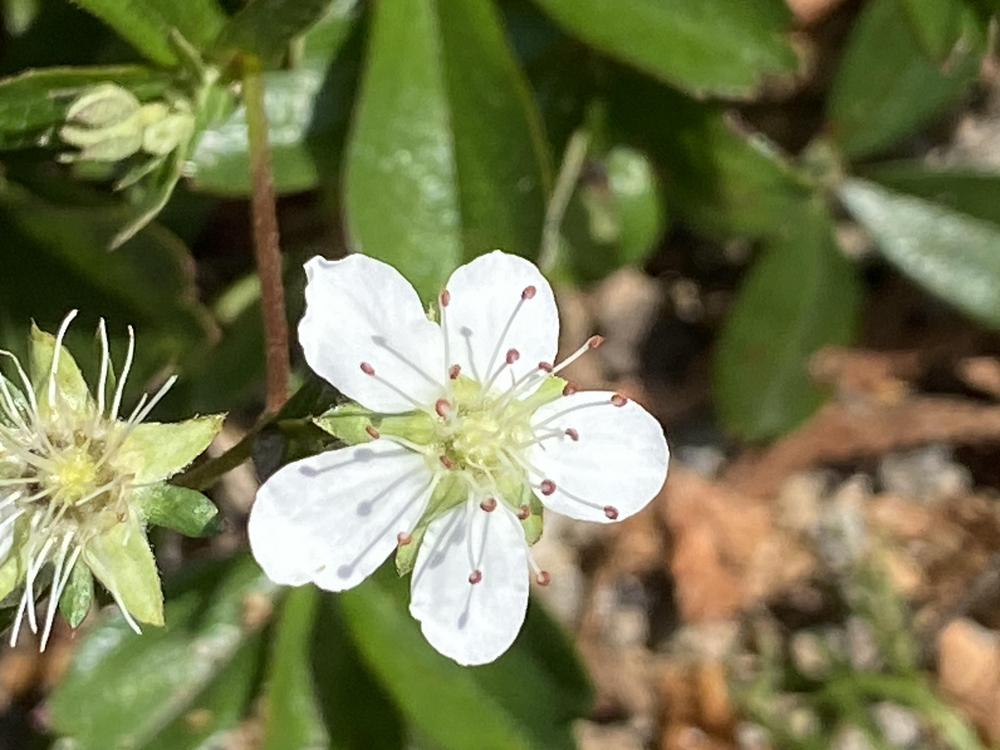 Photo of the bloom of Three-Toothed Cinquefoil (Sibbaldia tridentata ...