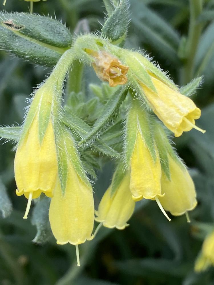 Photo of the bloom of Onosma tornensis posted by SL_gardener - Garden.org