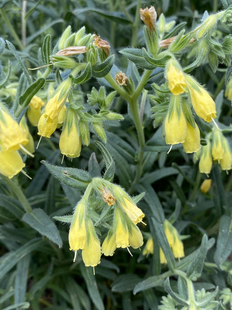 Photo of the bloom of Onosma tornensis posted by SL_gardener - Garden.org