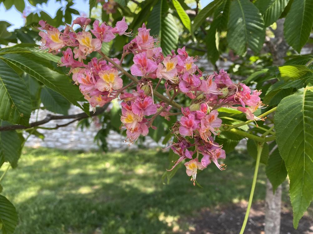 Photo of the bloom of Red Horse-Chestnut (Aesculus x carnea 'Fort ...
