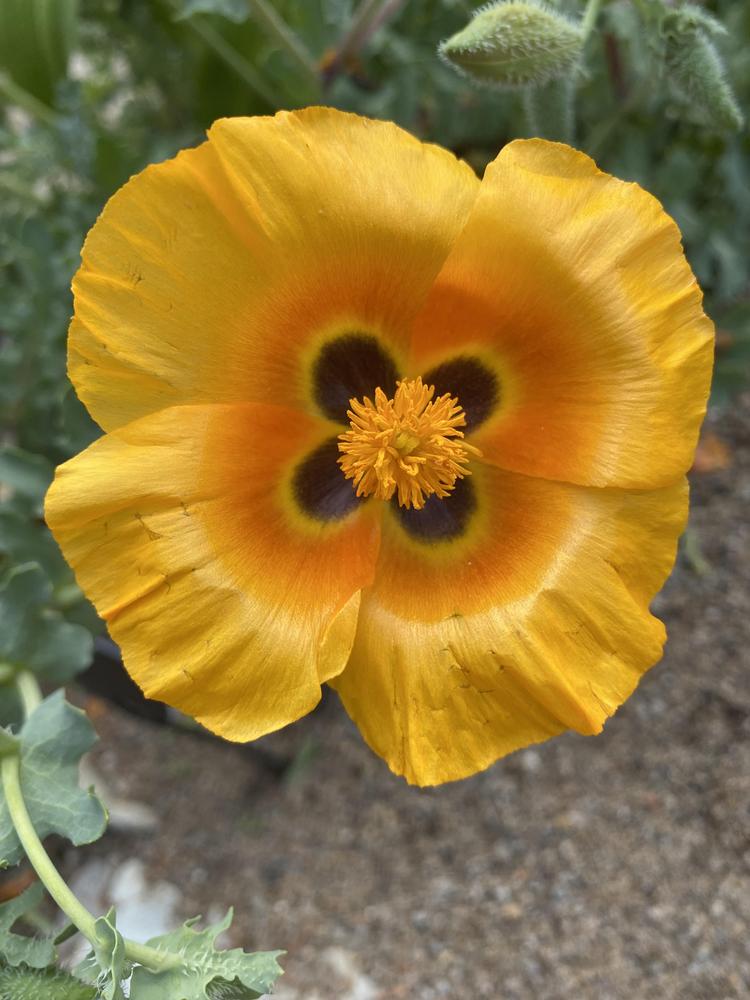 Glaucium - Garden.org