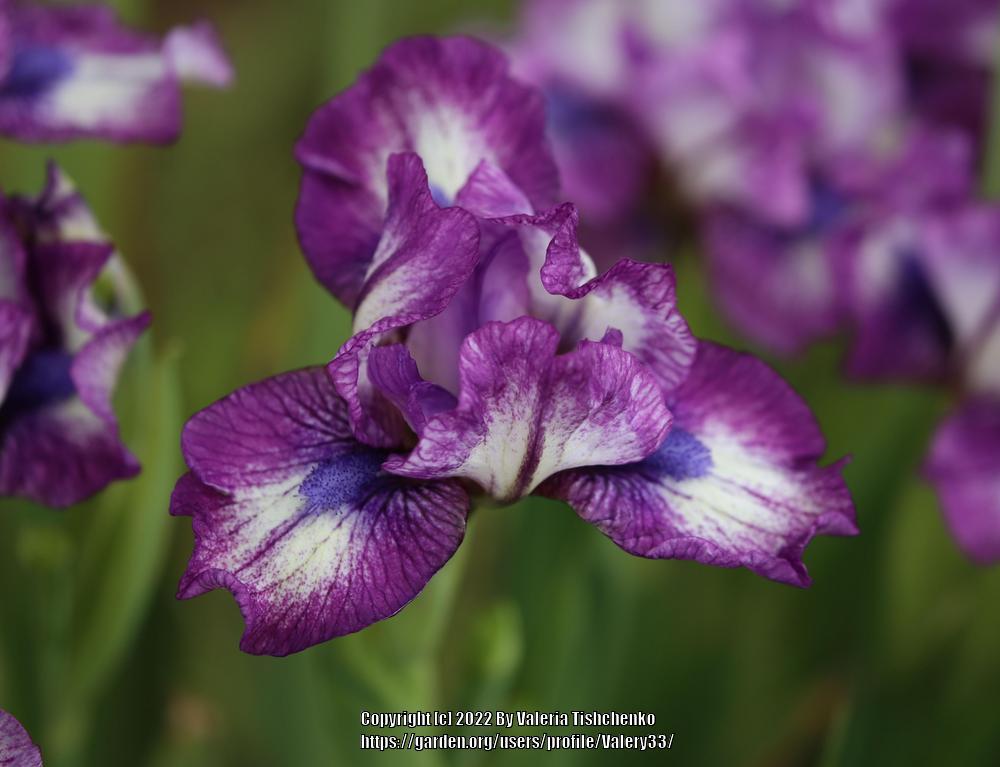 Photo of the bloom of Standard Dwarf Bearded Iris (Iris 'Lucky') posted ...